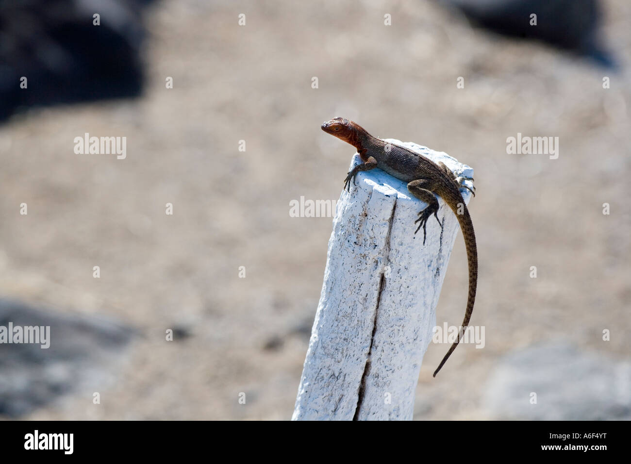 Female Lava Lizard Stock Photo - Alamy