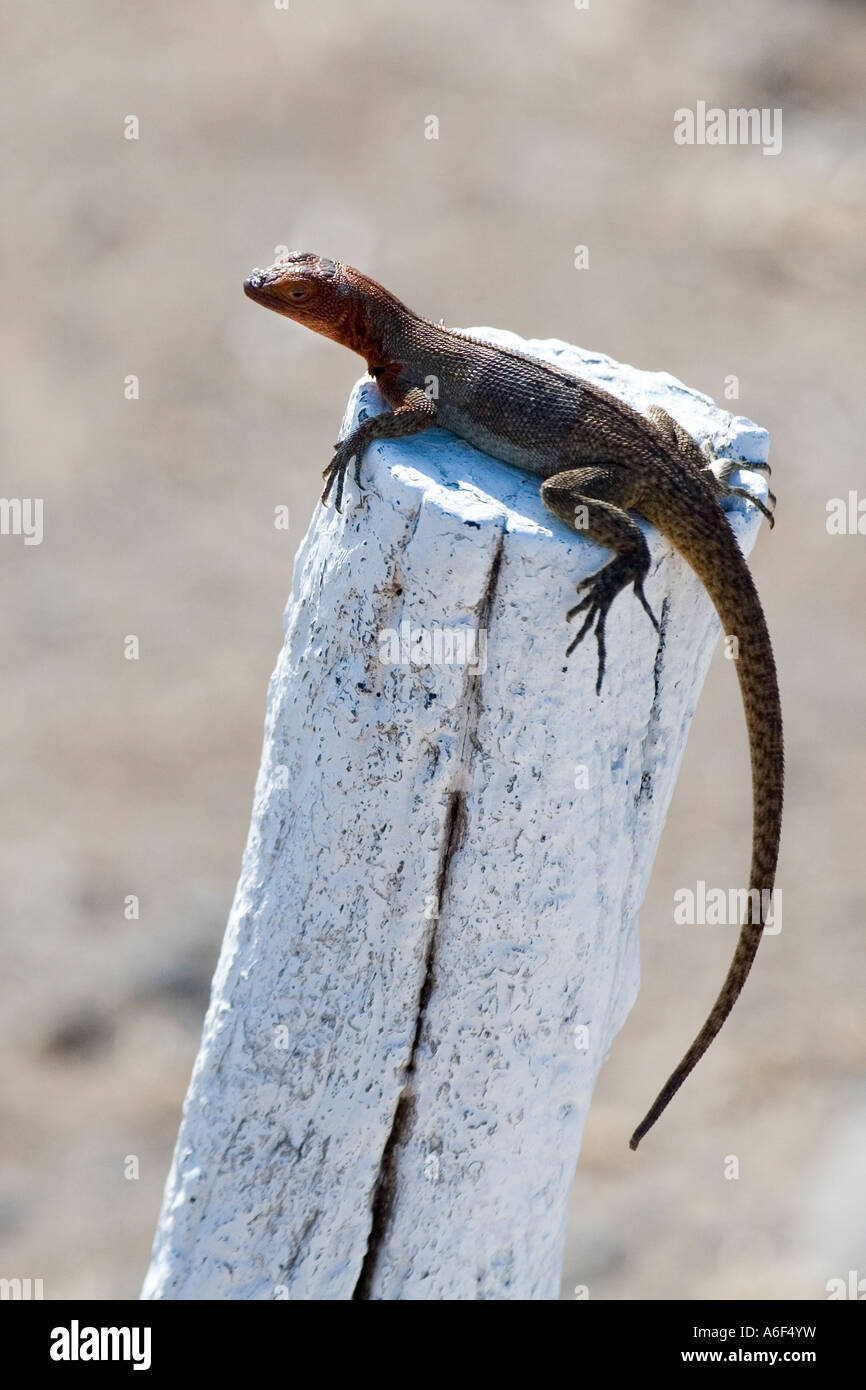 Female Lava Lizard Stock Photo - Alamy