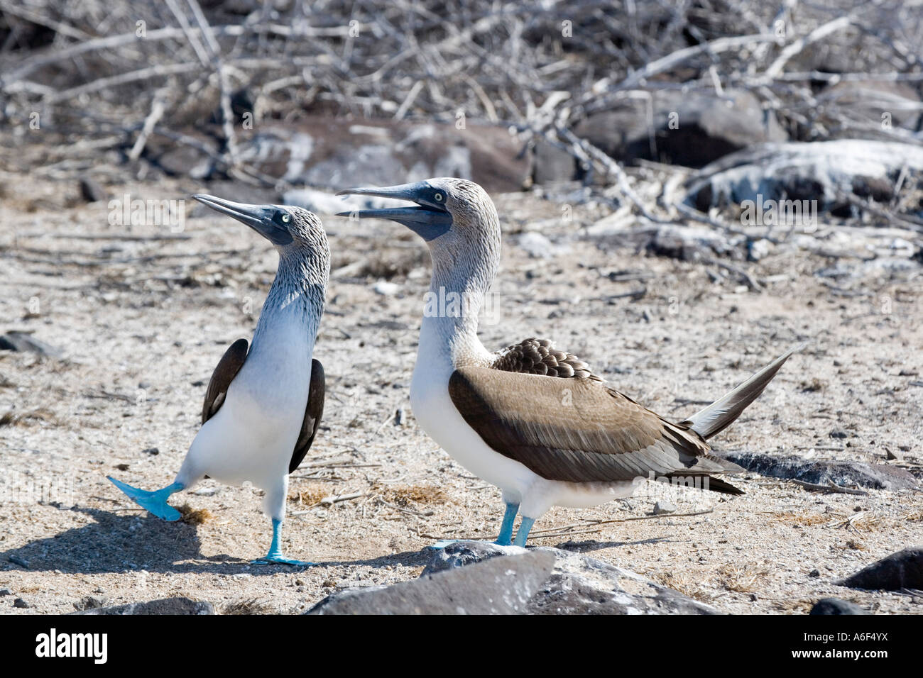 Blue footed Booby Stock Photo - Alamy