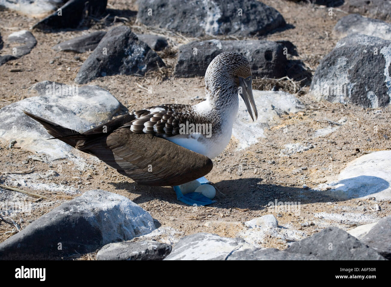 Blue footed Booby Stock Photo - Alamy