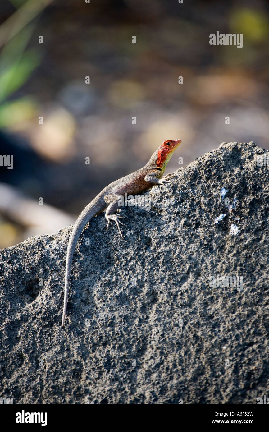 Female Lava Lizard Stock Photo - Alamy