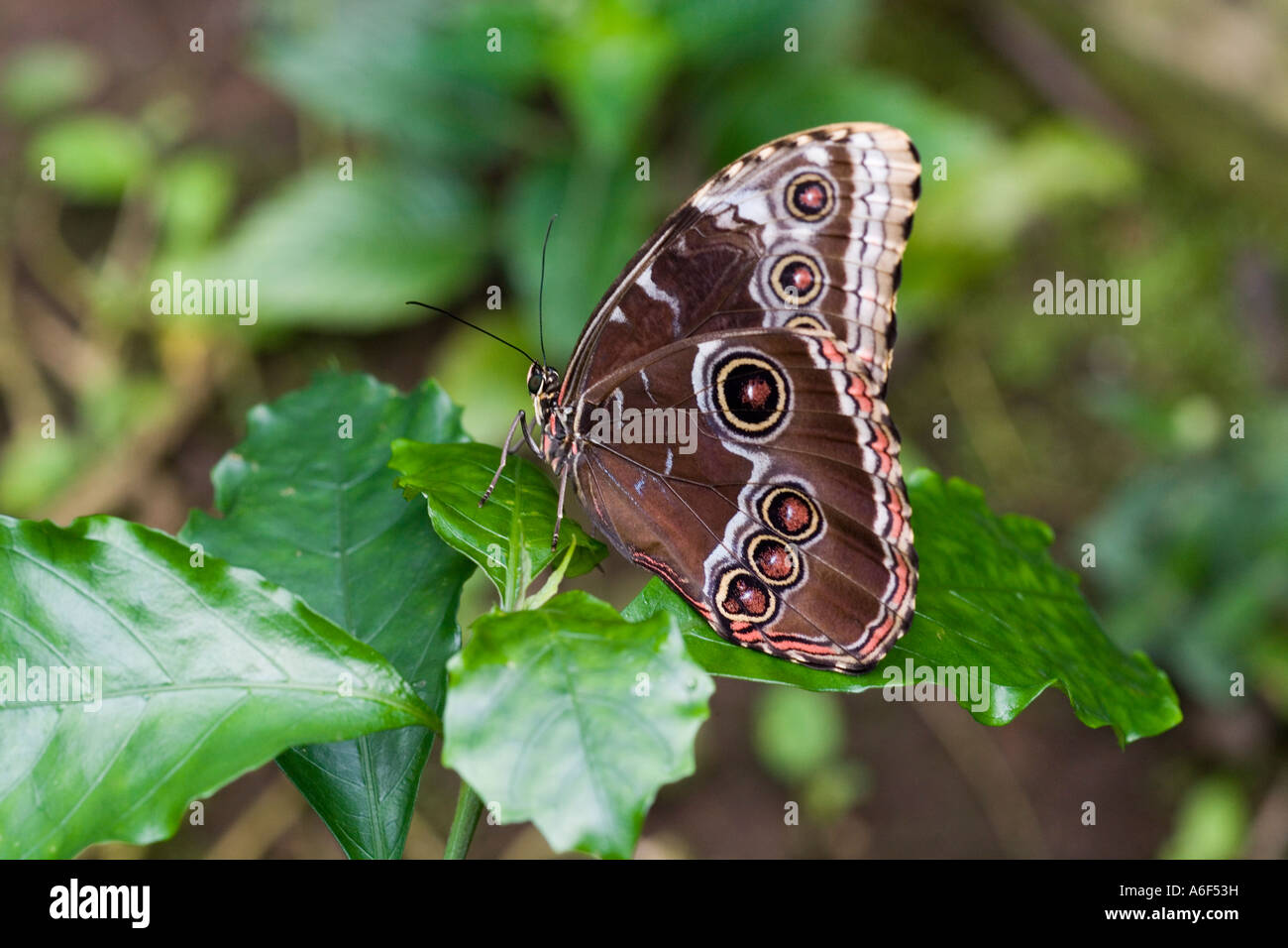 Common morpho butterfly adult Morpho pelaides Stock Photo - Alamy