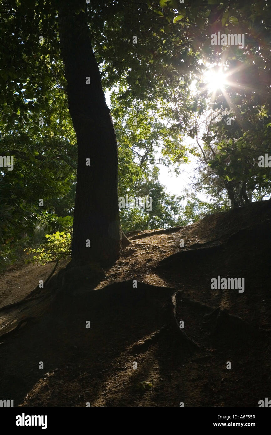 Sunlight shining through tree leaves Stock Photo - Alamy