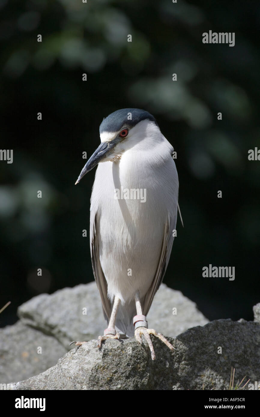 Black Crowned Night Heron Nycticoraz Nycticorax at Edinburgh zoo ...