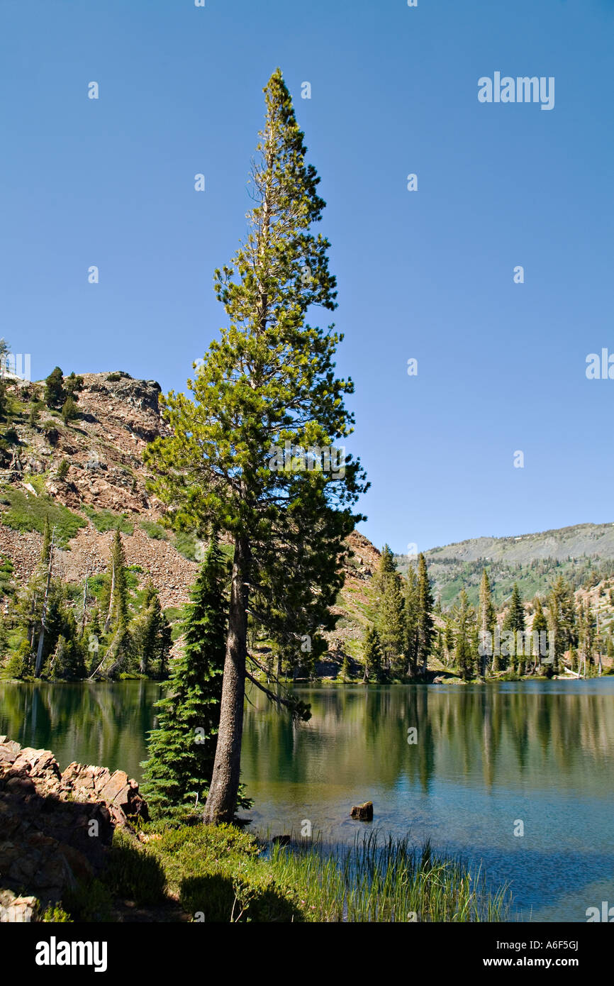CALIFORNIA Lake Tahoe Two pine trees along shore of Susie Lake along ...