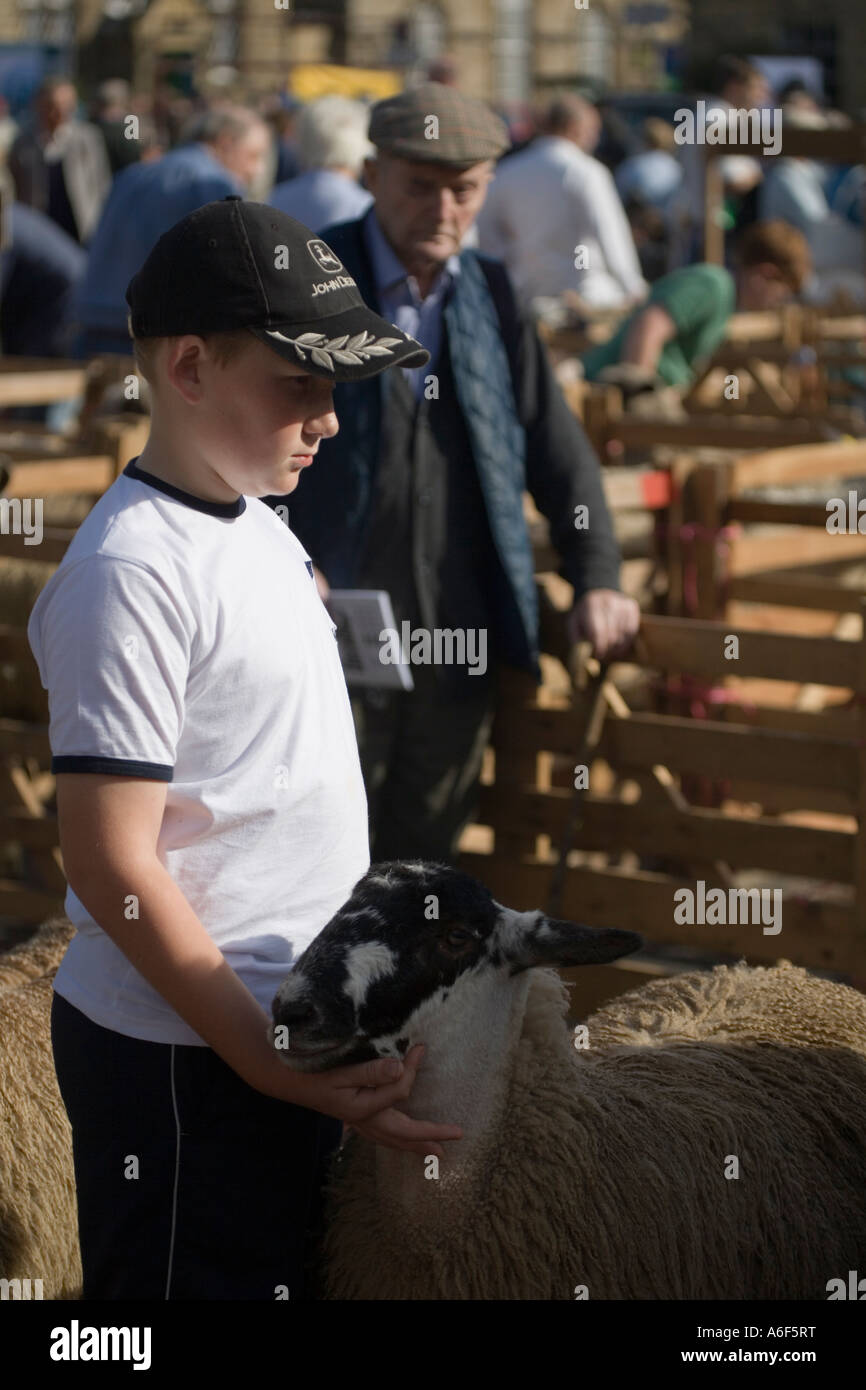 A boy showing sheep at the annual Masham Sheep Fair near Ripon North ...