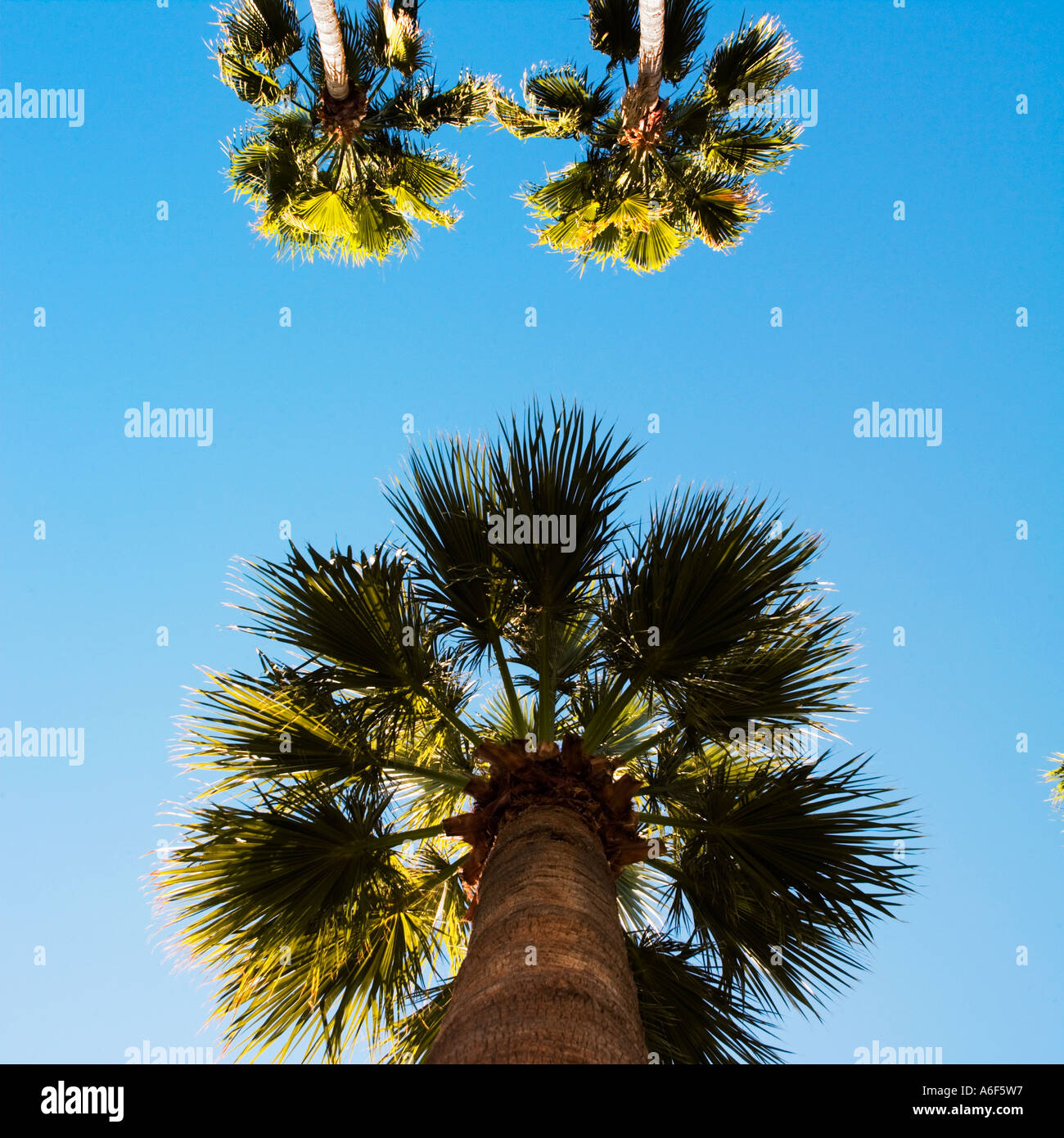 palm top trio Stock Photo - Alamy