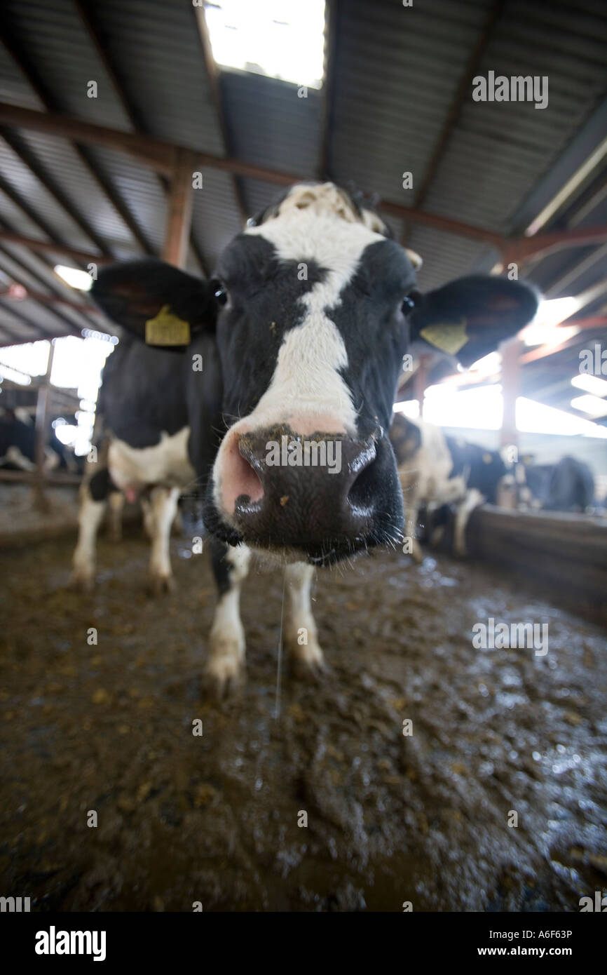 Close up of a Holstein cow dairy on a farm UK England Stock Photo - Alamy
