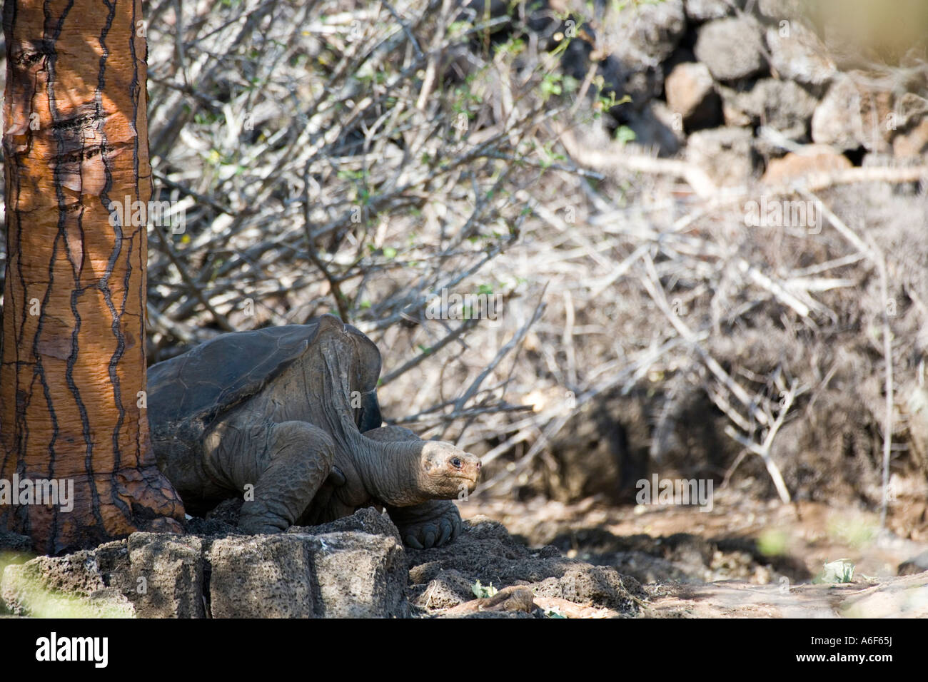 Saddle backed tortoise hi-res stock photography and images - Alamy