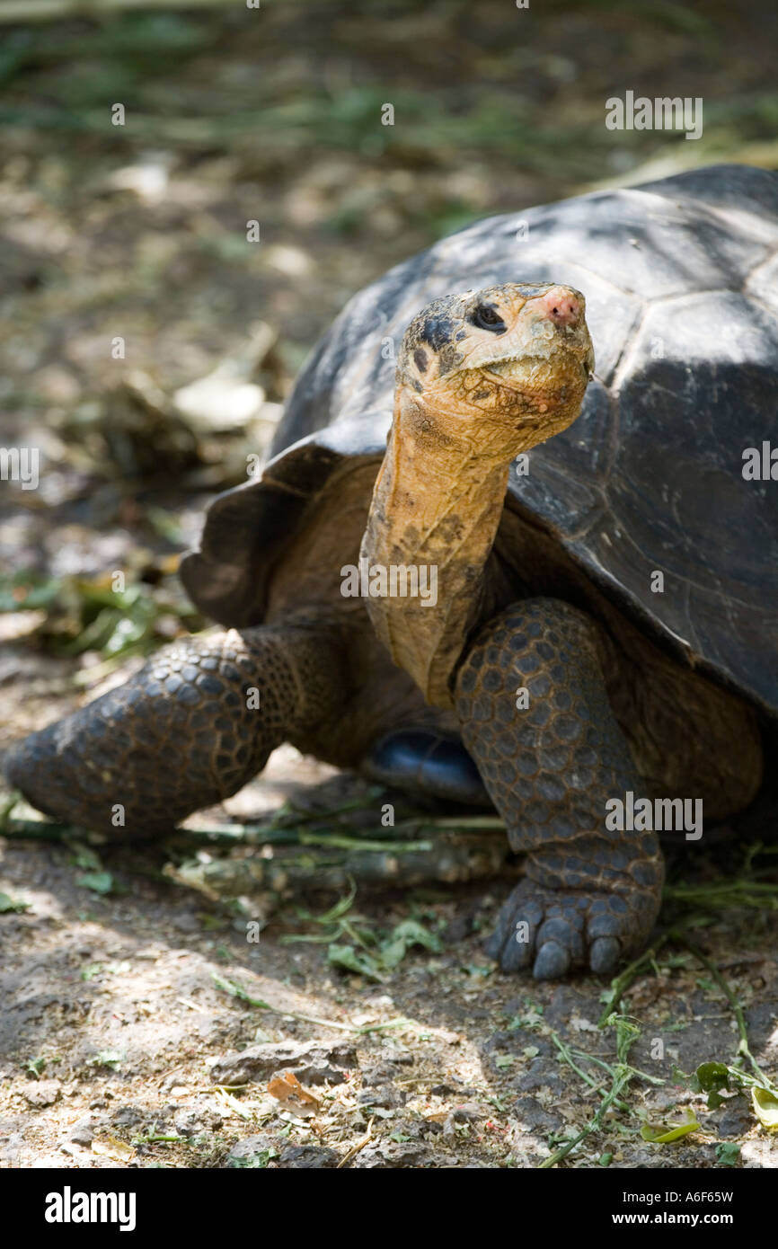Dome shaped Giant Tortoise Geochelone elephantopus of Santa Cruz in the ...