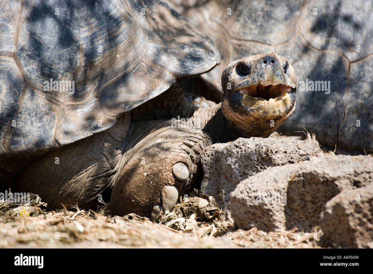 Dome shaped Giant Tortoise Geochelone elephantopus of Santa Cruz in the ...