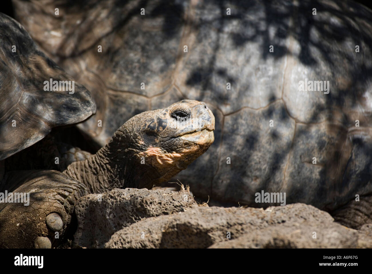 Dome shaped tortoise galapagos hi-res stock photography and images - Alamy