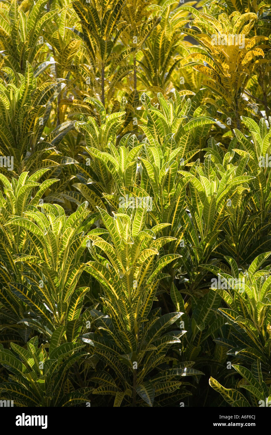 Interception of light by plants giving rise to photosynthesis Stock ...