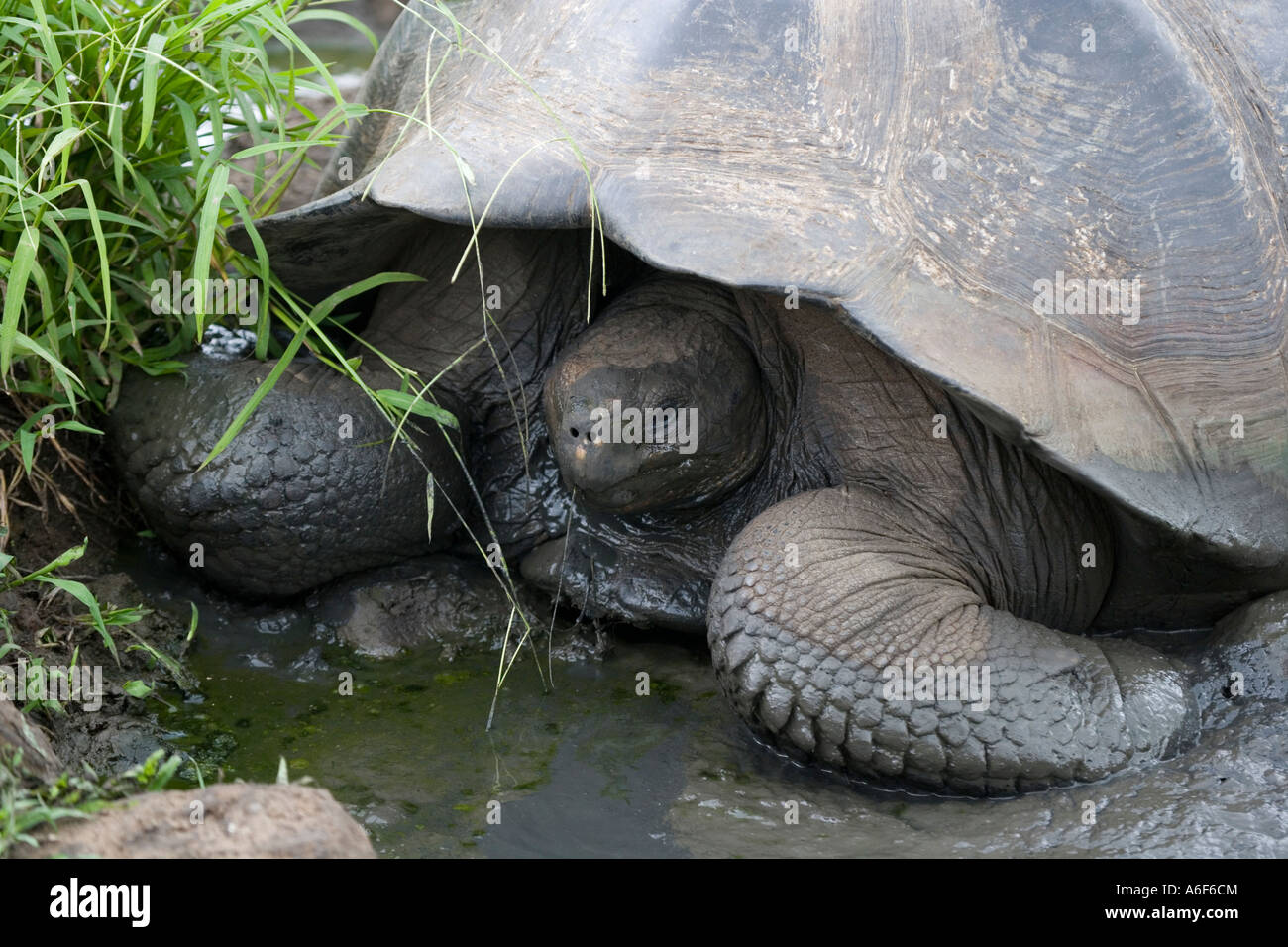 Dome shaped Giant Tortoise Stock Photo - Alamy