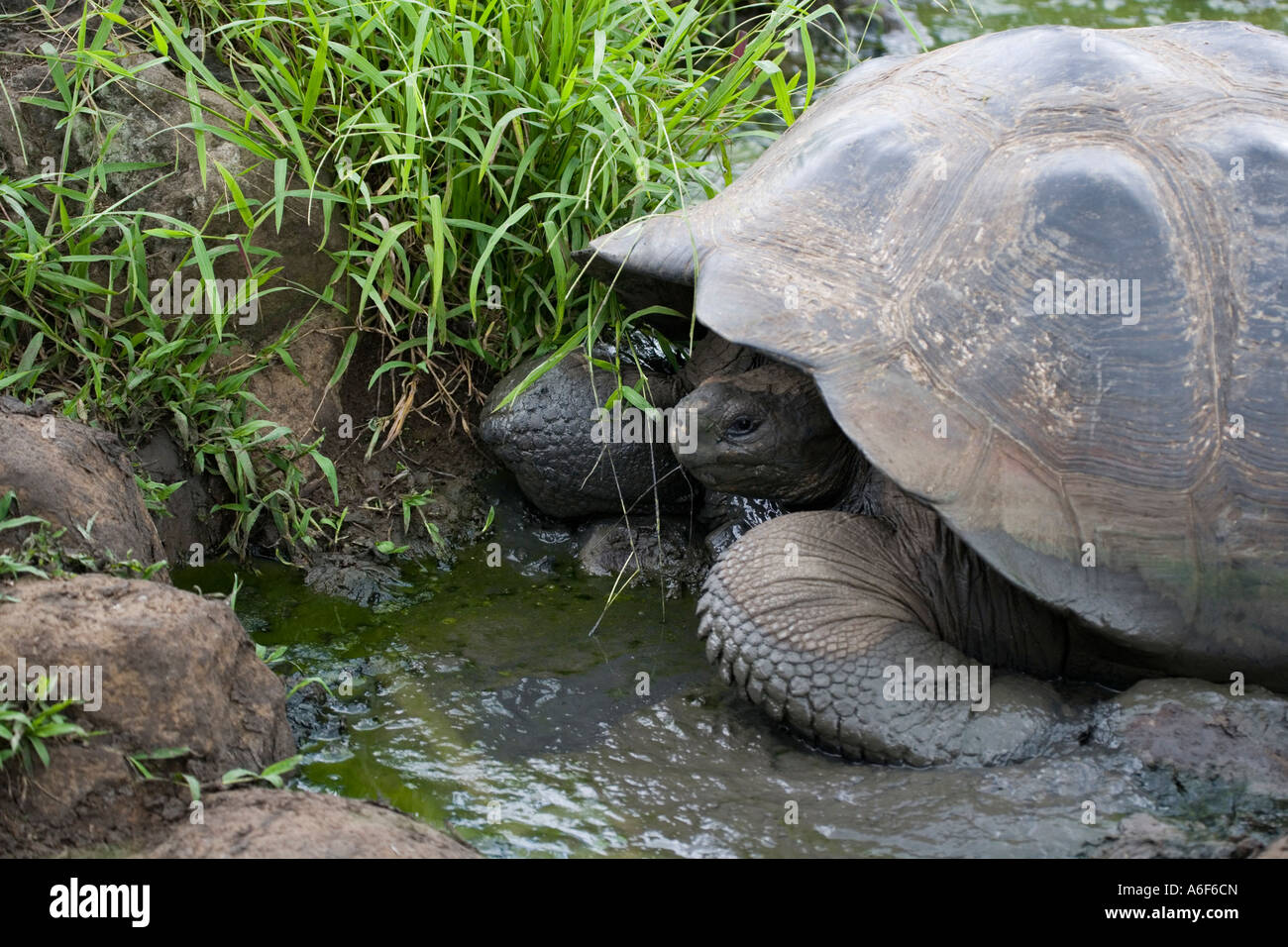 Dome shaped Giant Tortoise Stock Photo - Alamy