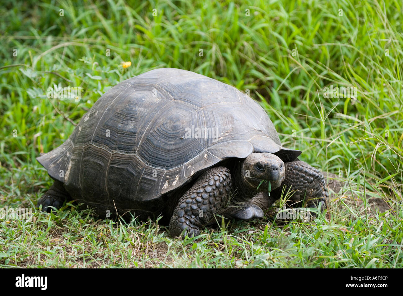 Dome shaped Giant Tortoise Stock Photo - Alamy