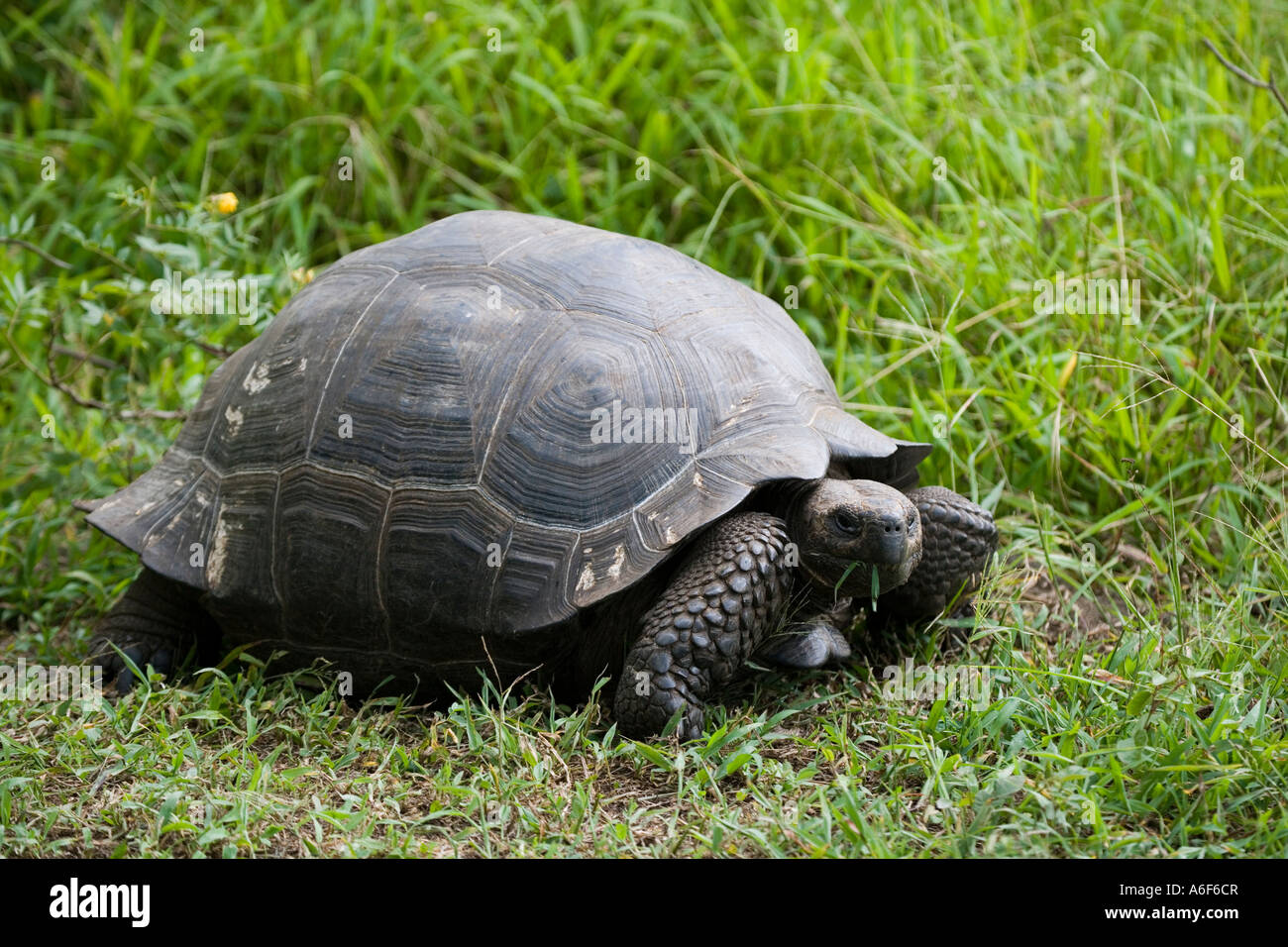 Dome shaped Giant Tortoise Stock Photo - Alamy