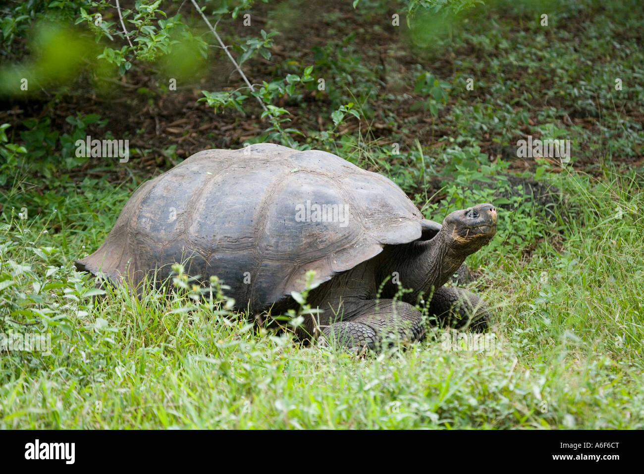 Dome shaped Giant Tortoise Stock Photo - Alamy