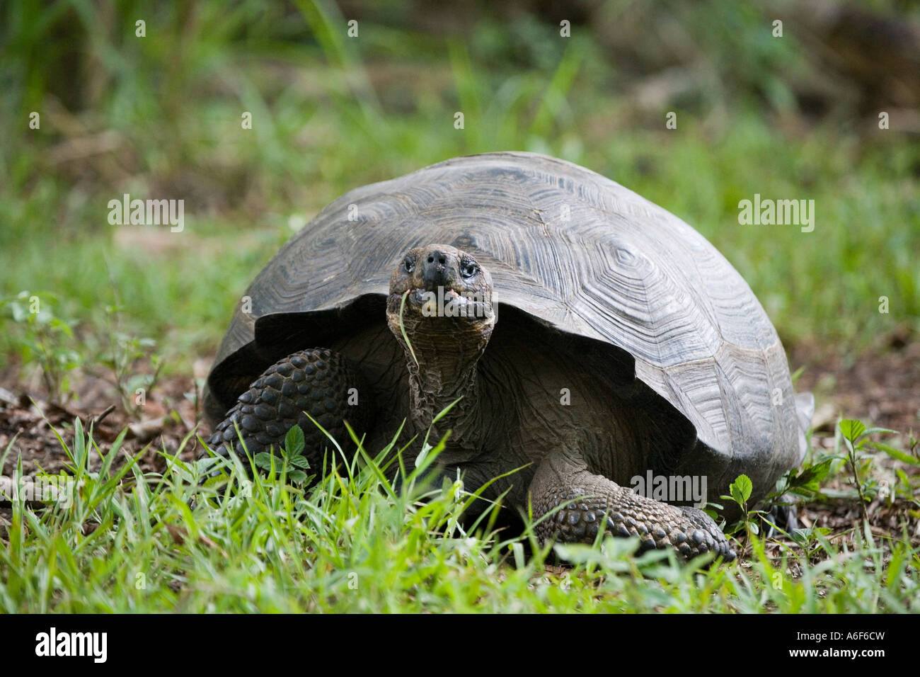 Dome shaped Giant Tortoise Stock Photo - Alamy
