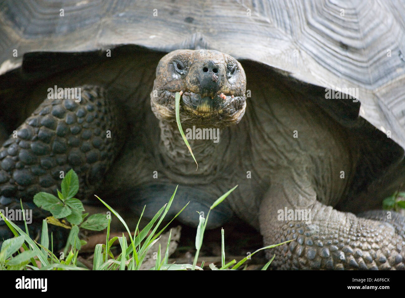 Dome shaped Giant Tortoise Stock Photo - Alamy