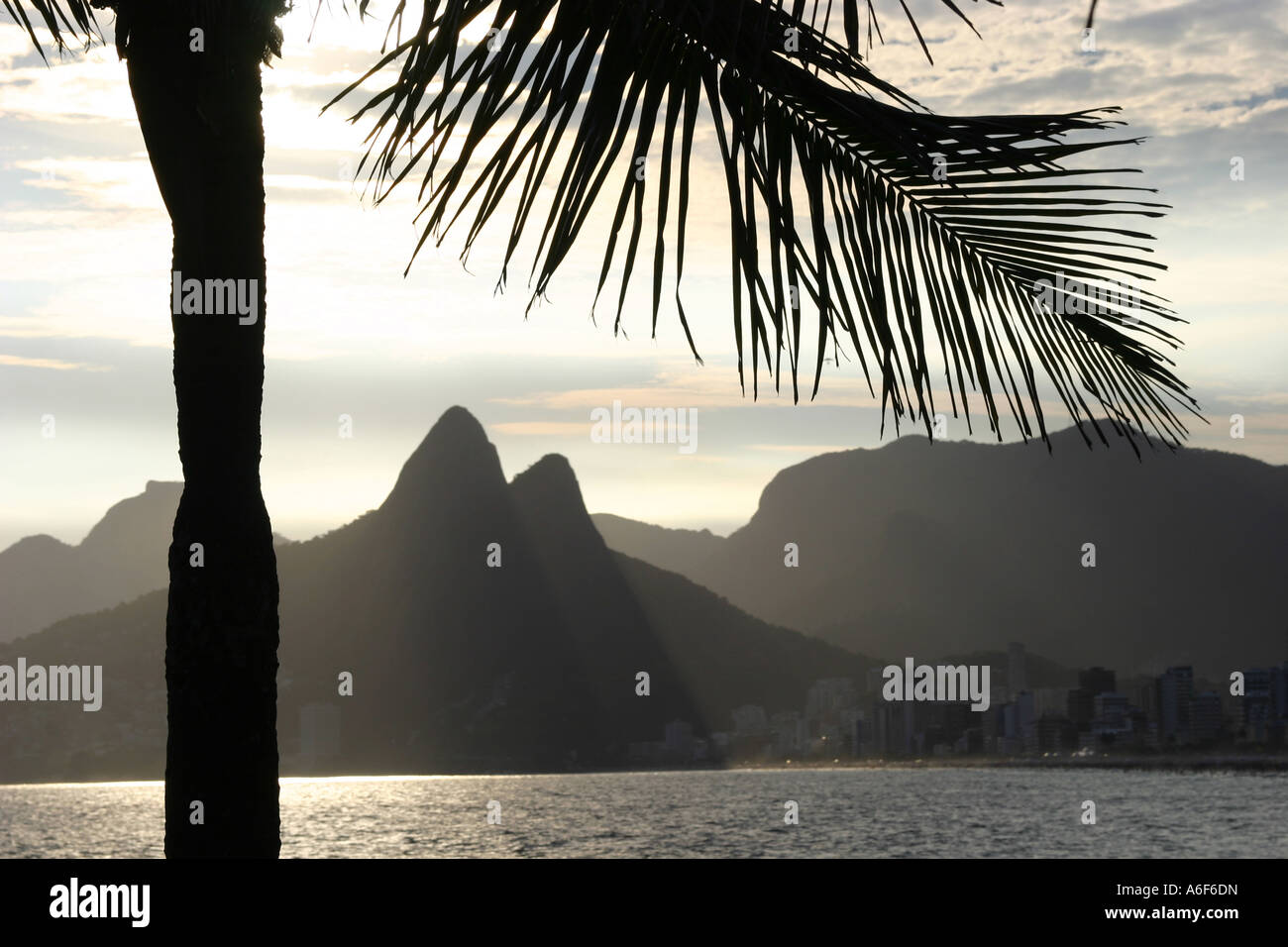 A palm tree on Ipanema beach blocking out the sun and the in-shadow ...