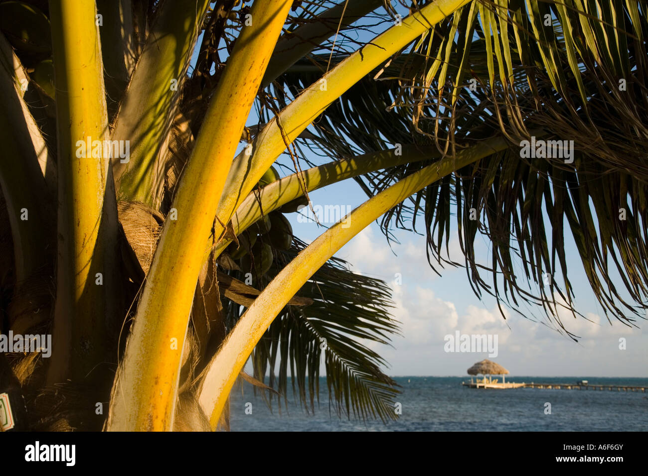 BELIZE Ambergris Caye Palm fronds and branches thatched roof building ... BELIZE Ambergris Caye Palm fronds and branches thatched roof building ...