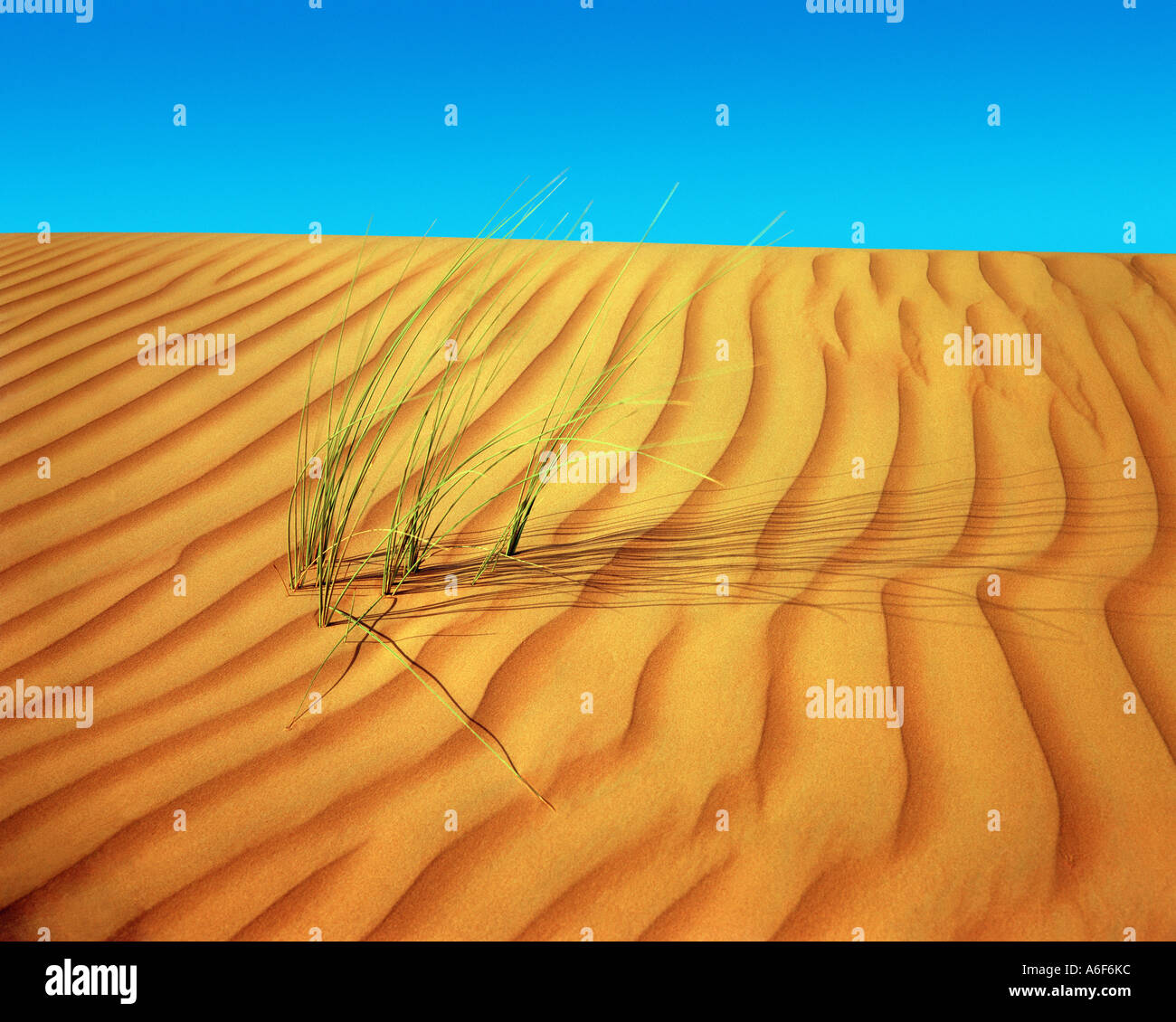Sandgrass hi-res stock photography and images - Alamy