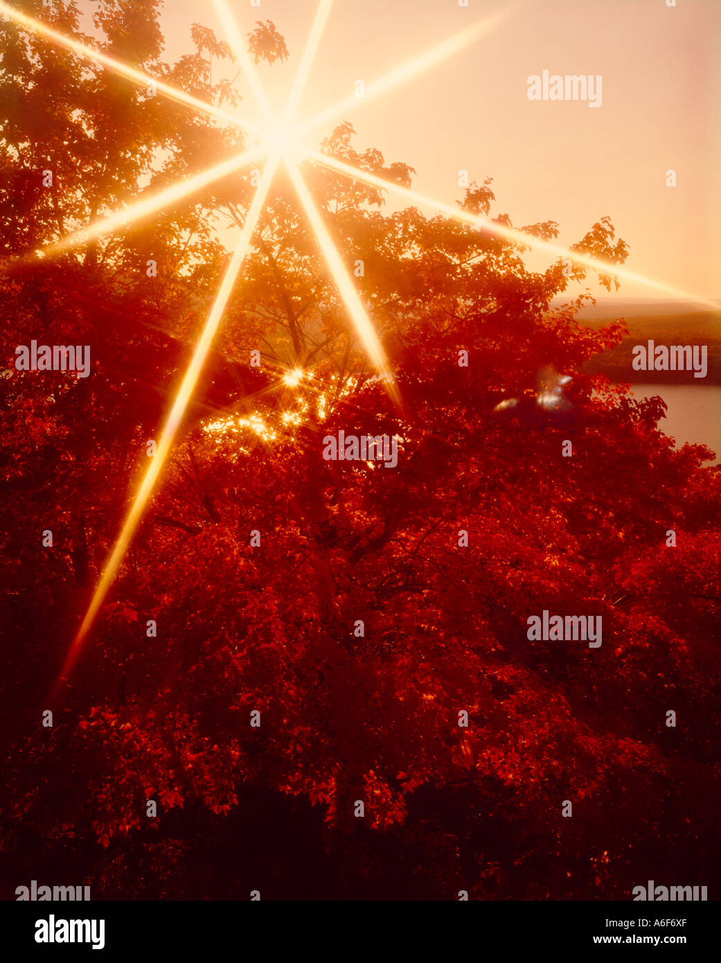 Sunburst through Fall colored aspen leaves creates brilliant star ...