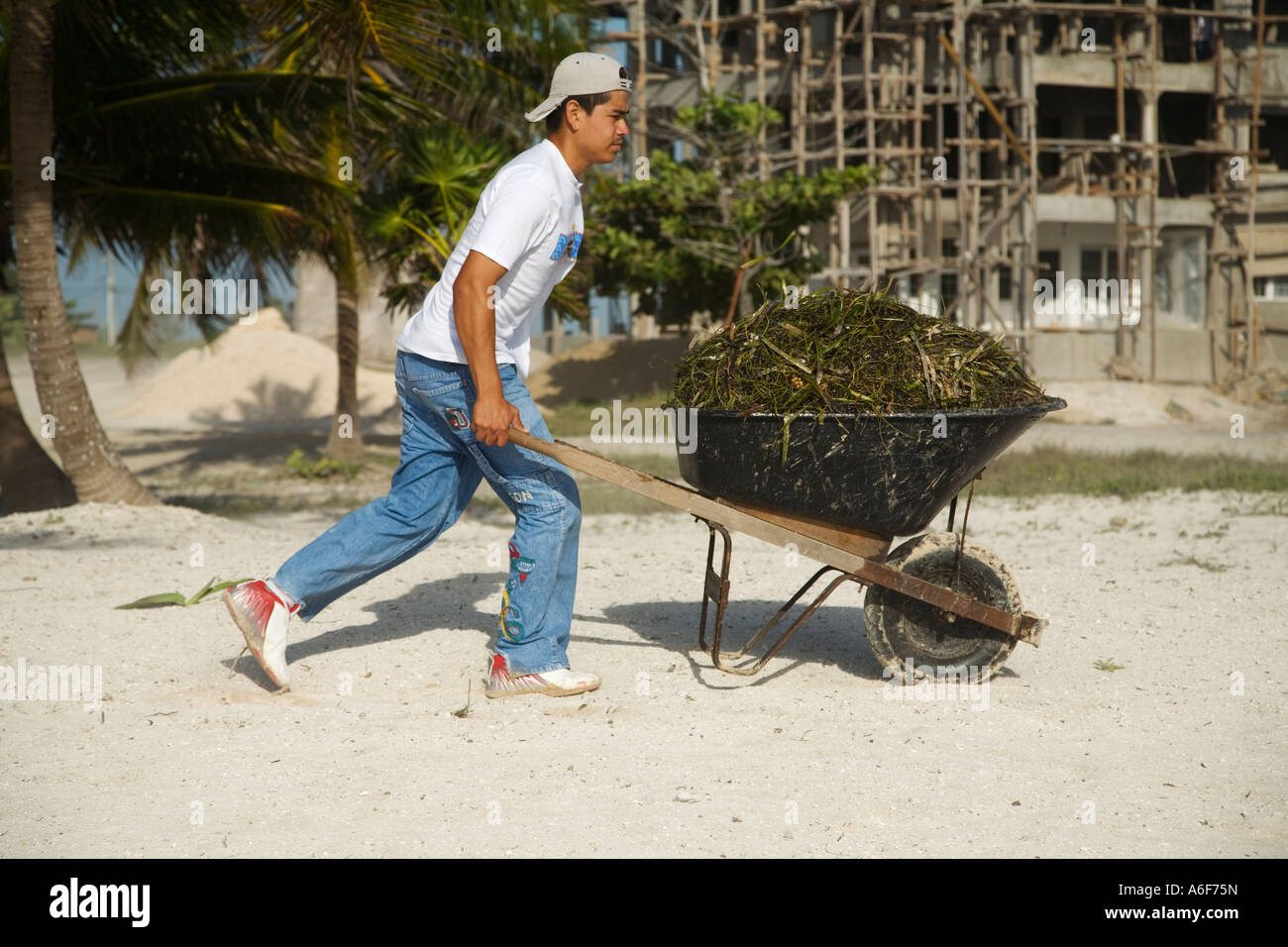 BELIZE Ambergris Caye Man push wheelbarrow filled with seaweed along ...