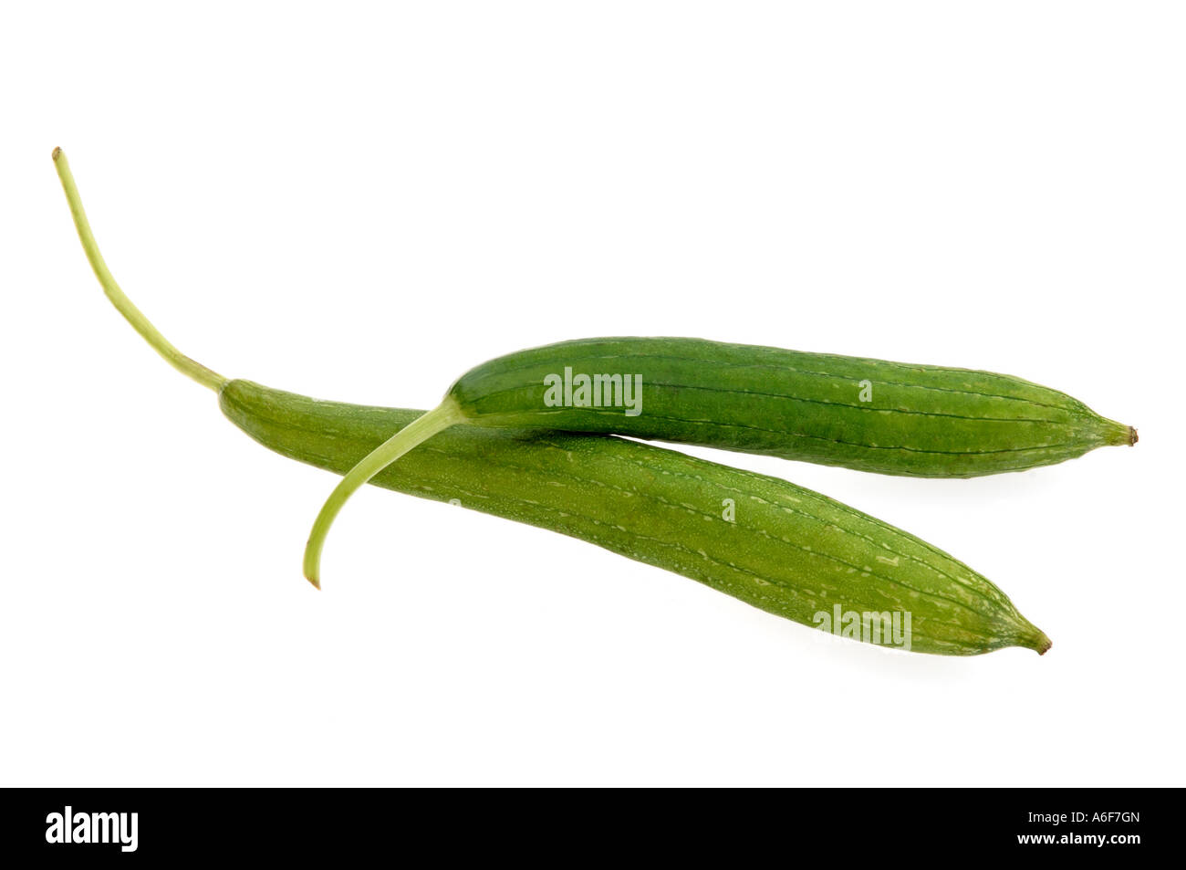 Sponge gourd Cut Out Stock Images & Pictures - Alamy