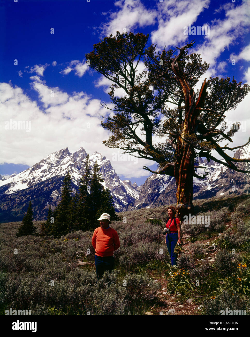 Jagged tree branches hi-res stock photography and images - Alamy