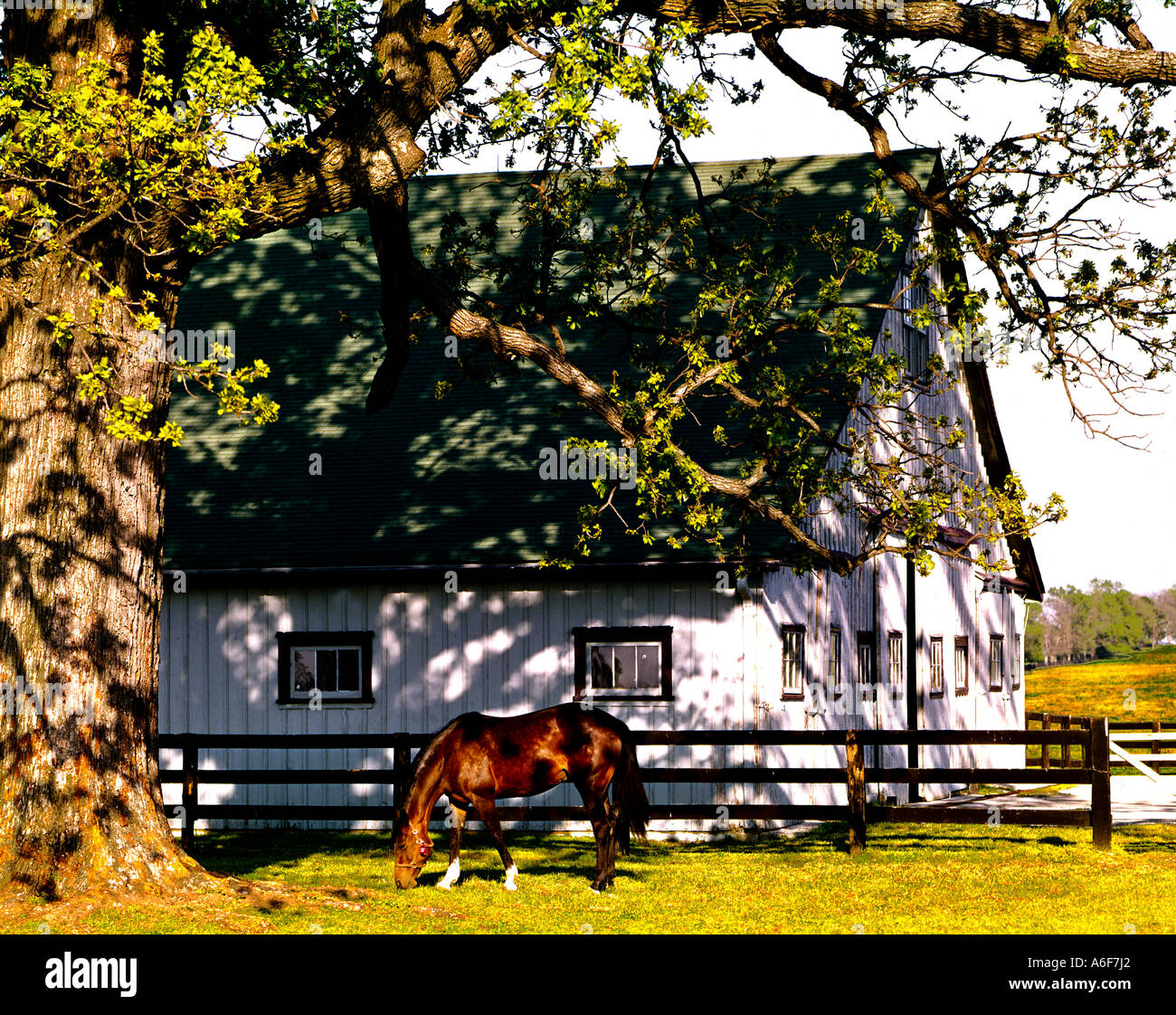Kentucky rural scene in the thoroughbred horse raising area famed for ...