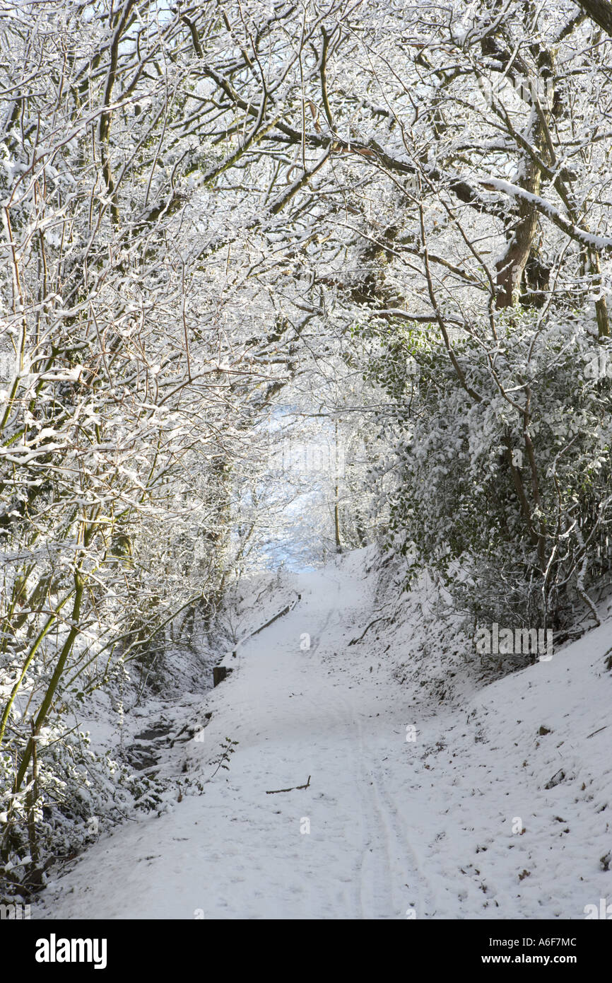 snow covered country path through woodland Stock Photo - Alamy