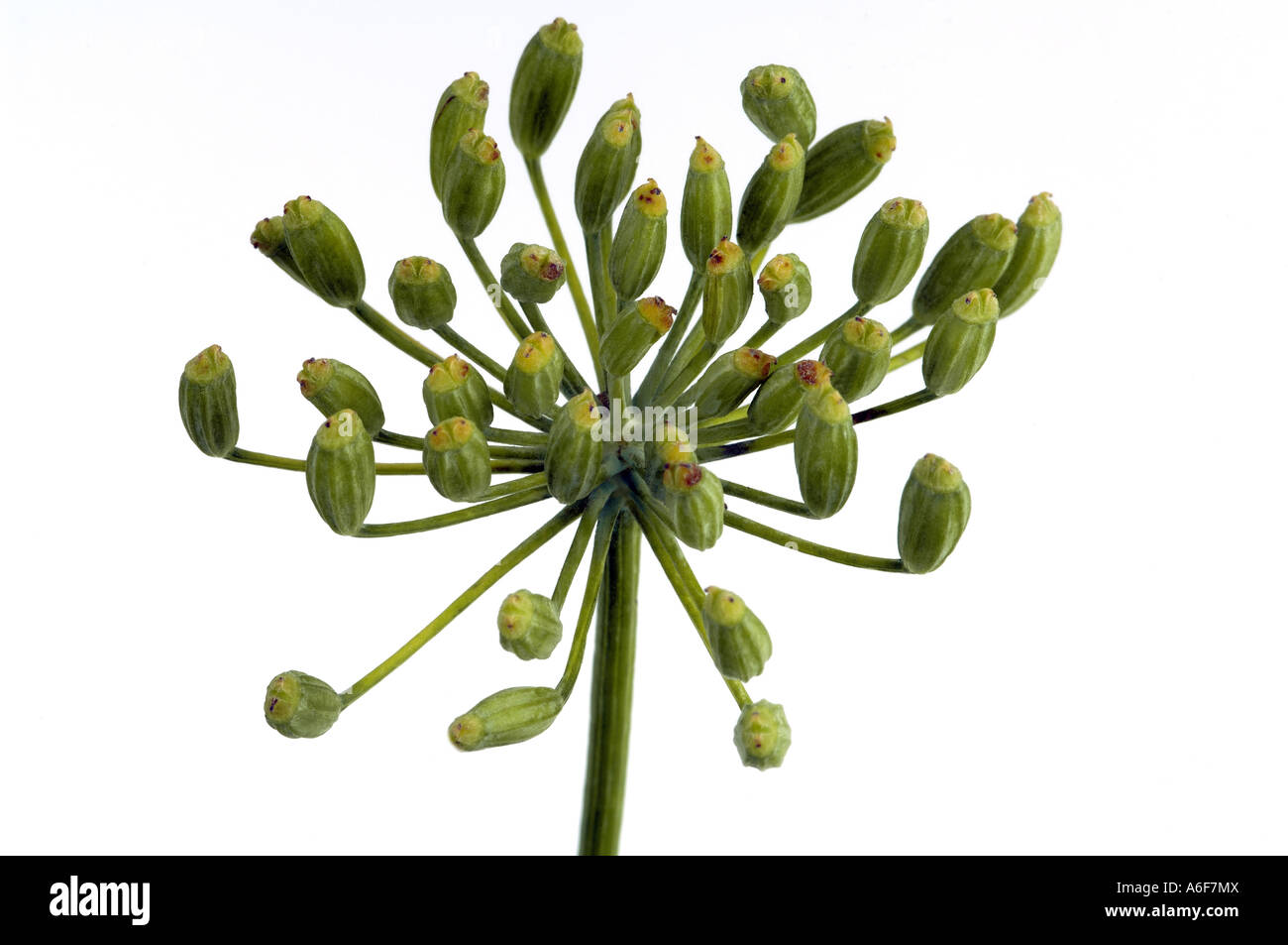 Spices Fennel Saunf Pair with white background Stock Photo - Alamy