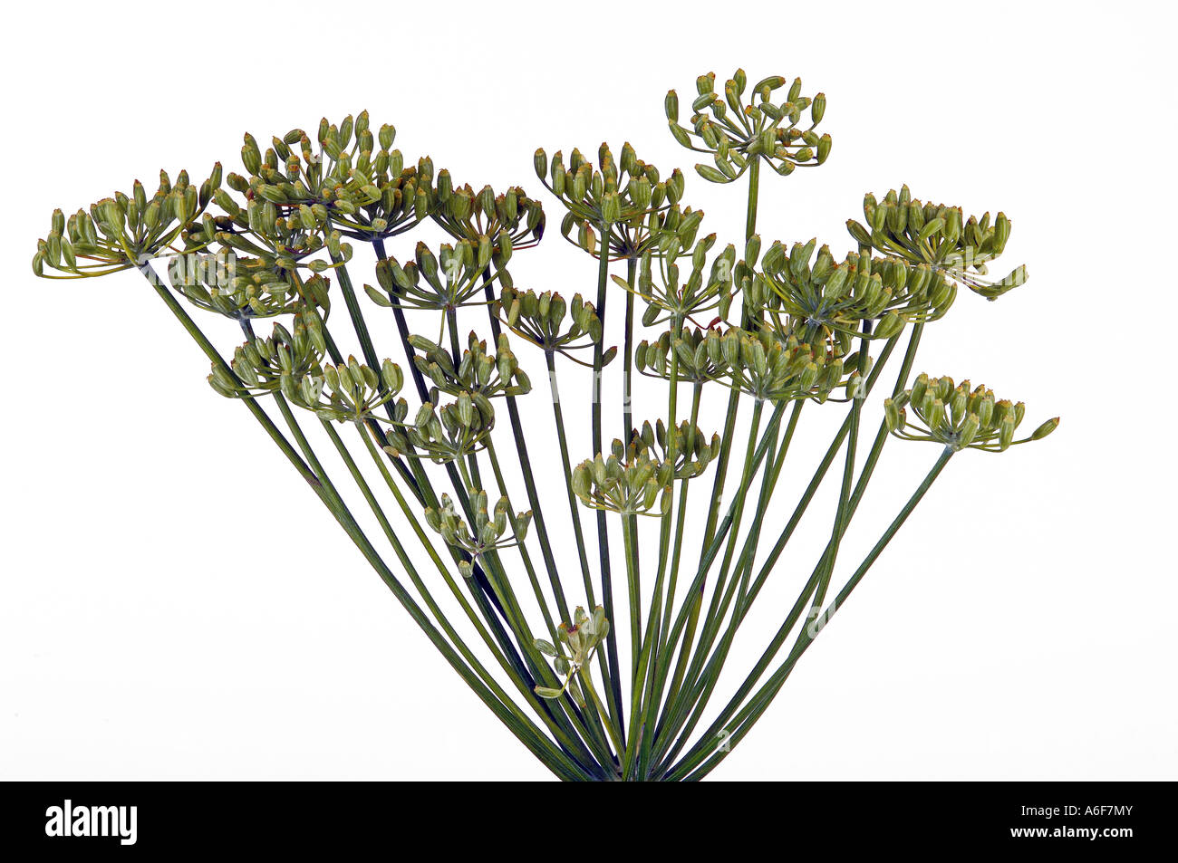 Spices Fennel Saunf Pair with white background Stock Photo - Alamy