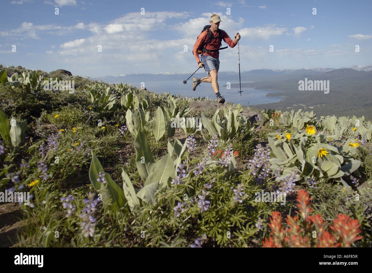 A man running through flowers on the Lake Tahoe Rim Trail Stock Photo ...