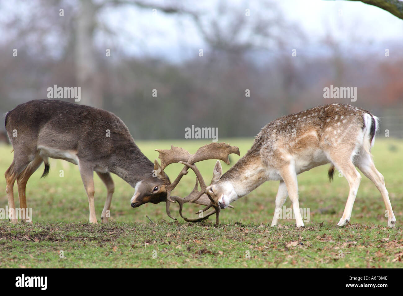 Young deer fight in the grounds of Burghley House, Stamford ...