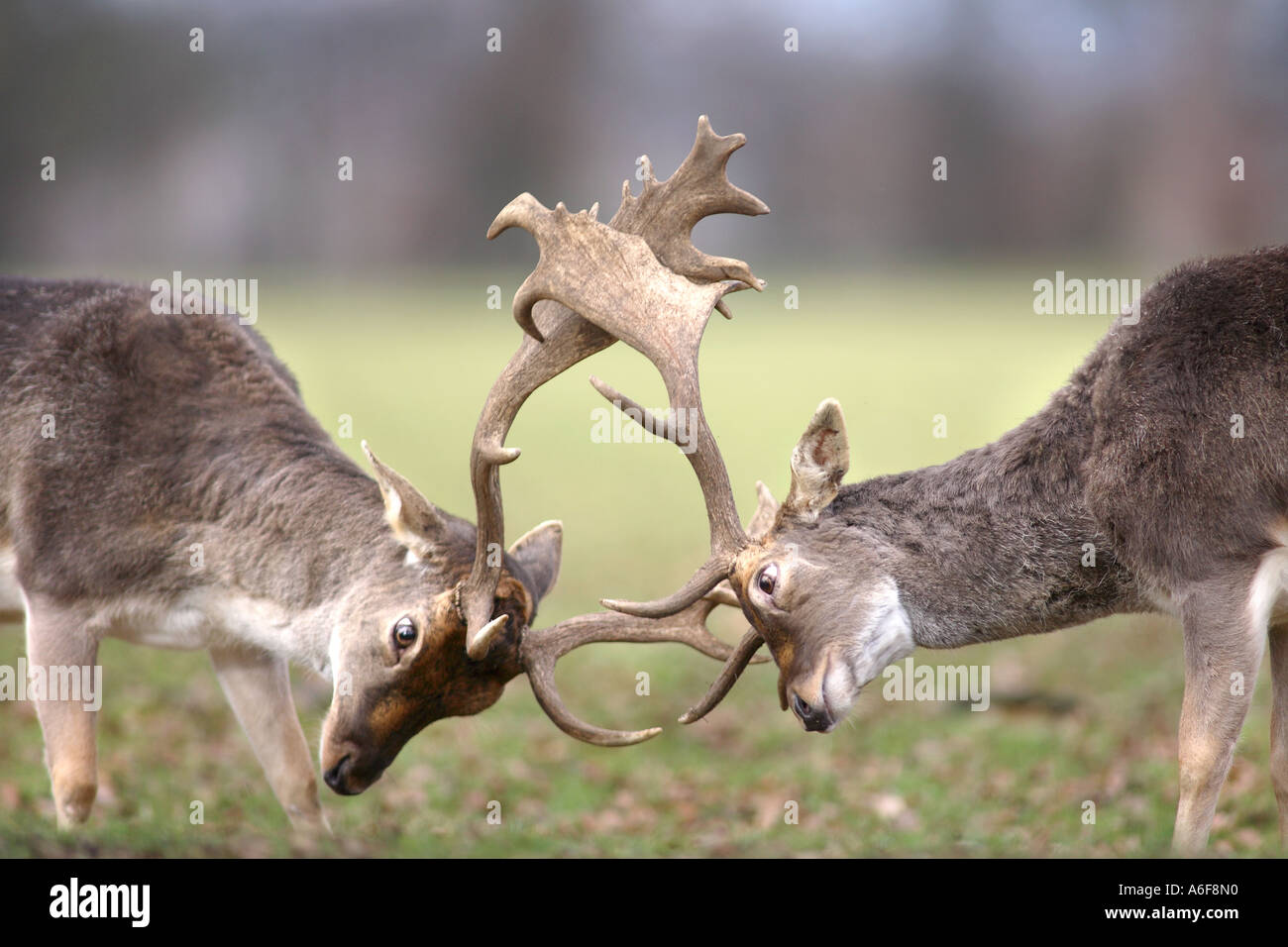 Young deer fight in the grounds of Burghley House, Stamford ...