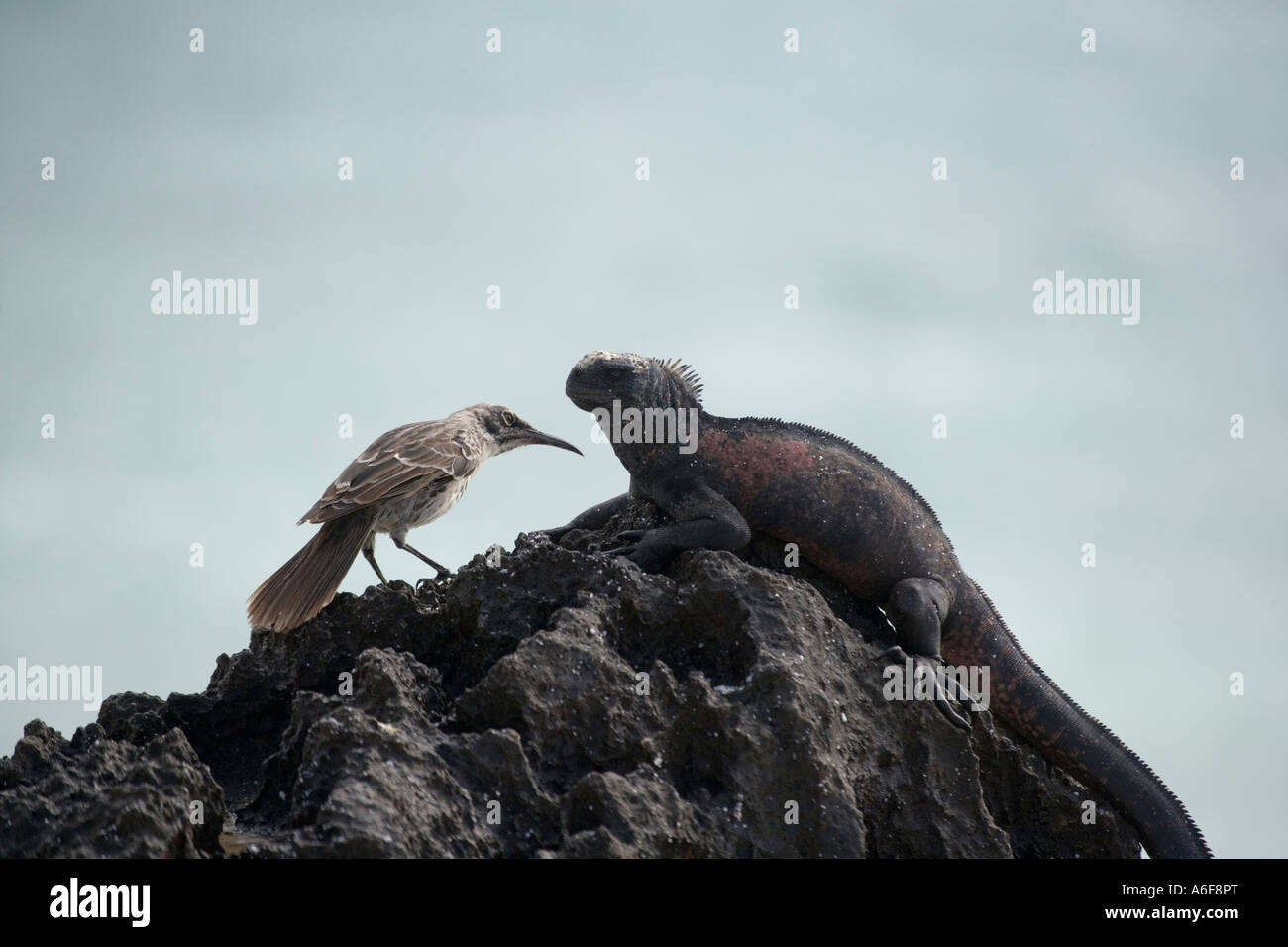 Adult Marine Iguana Amblyrhyncus cristatus and Galapagos Mocking Bird ...