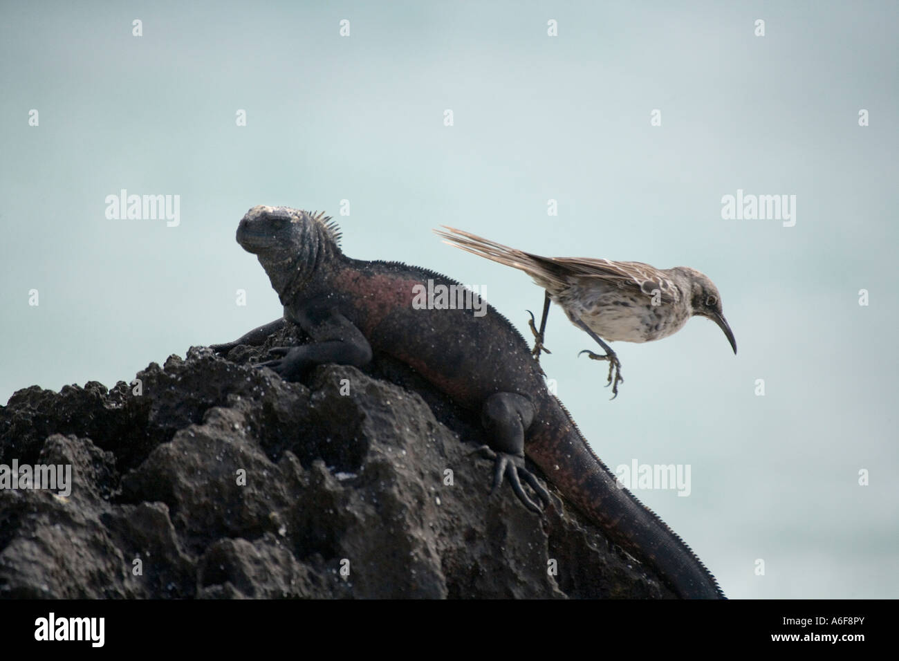 Adult Marine Iguana Amblyrhyncus cristatus and Galapagos Mocking Bird ...