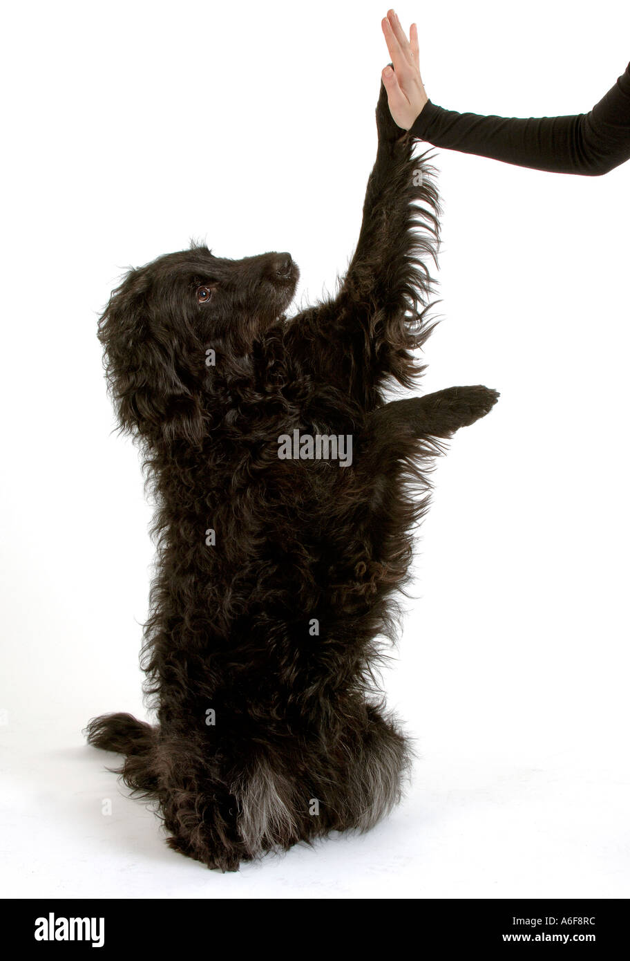 Dog makes high five Stock Photo - Alamy