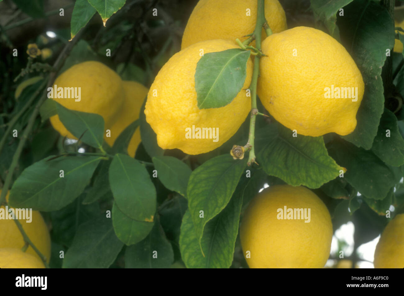 Arizona lemons hi-res stock photography and images - Alamy