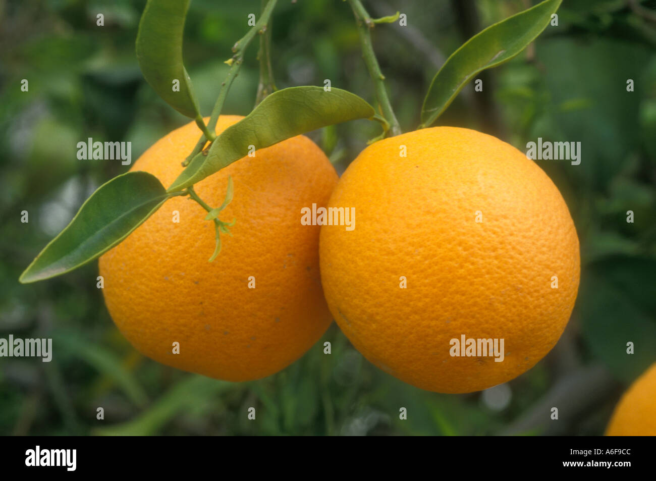 Sour Orange Tree Stock Photos & Sour Orange Tree Stock Images - Alamy