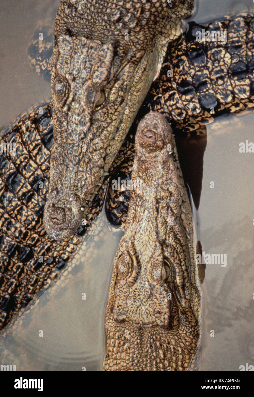 Two alligators heads hi-res stock photography and images - Alamy