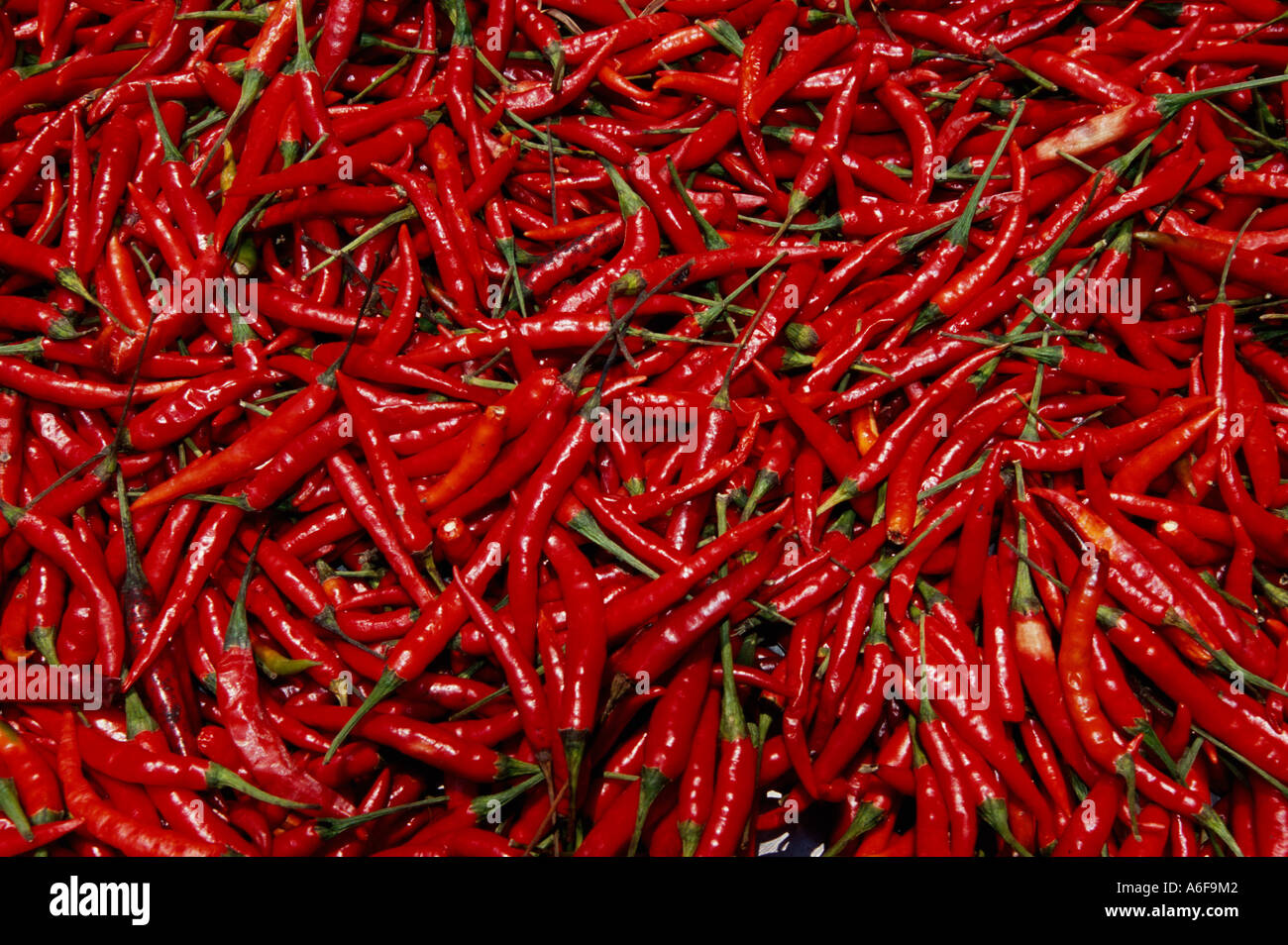 Full frontal red chile peppers drying in the sun, Bangkok, Thailand ...