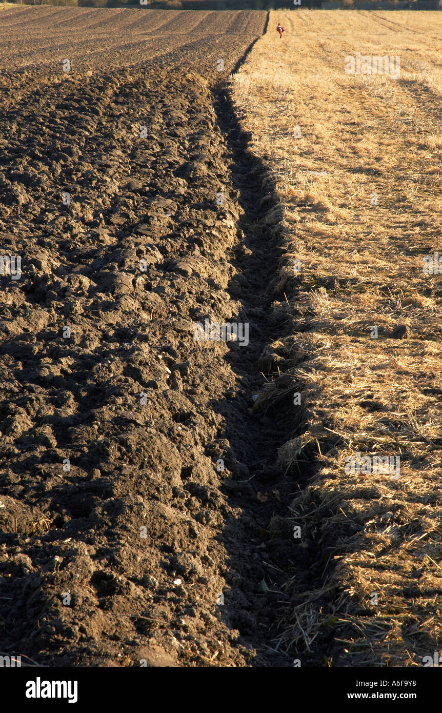 plough, field, sow Stock Photo - Alamy