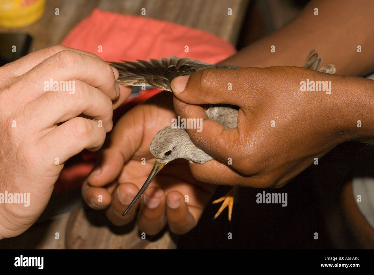 Ornithologists checking wing of bird caught in mist net at A Rocha ...