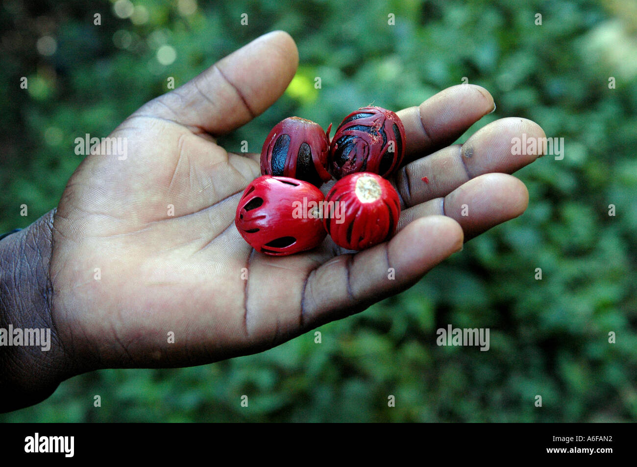 Nutmeg grown on a farm in St Vincent, Windward Islands Stock Photo - Alamy