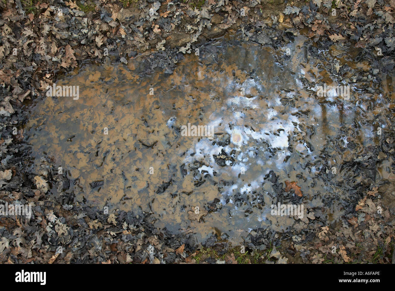 small puddle with oil Stock Photo - Alamy