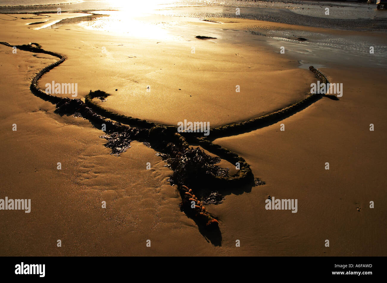 rope on sand at the beach Stock Photo - Alamy